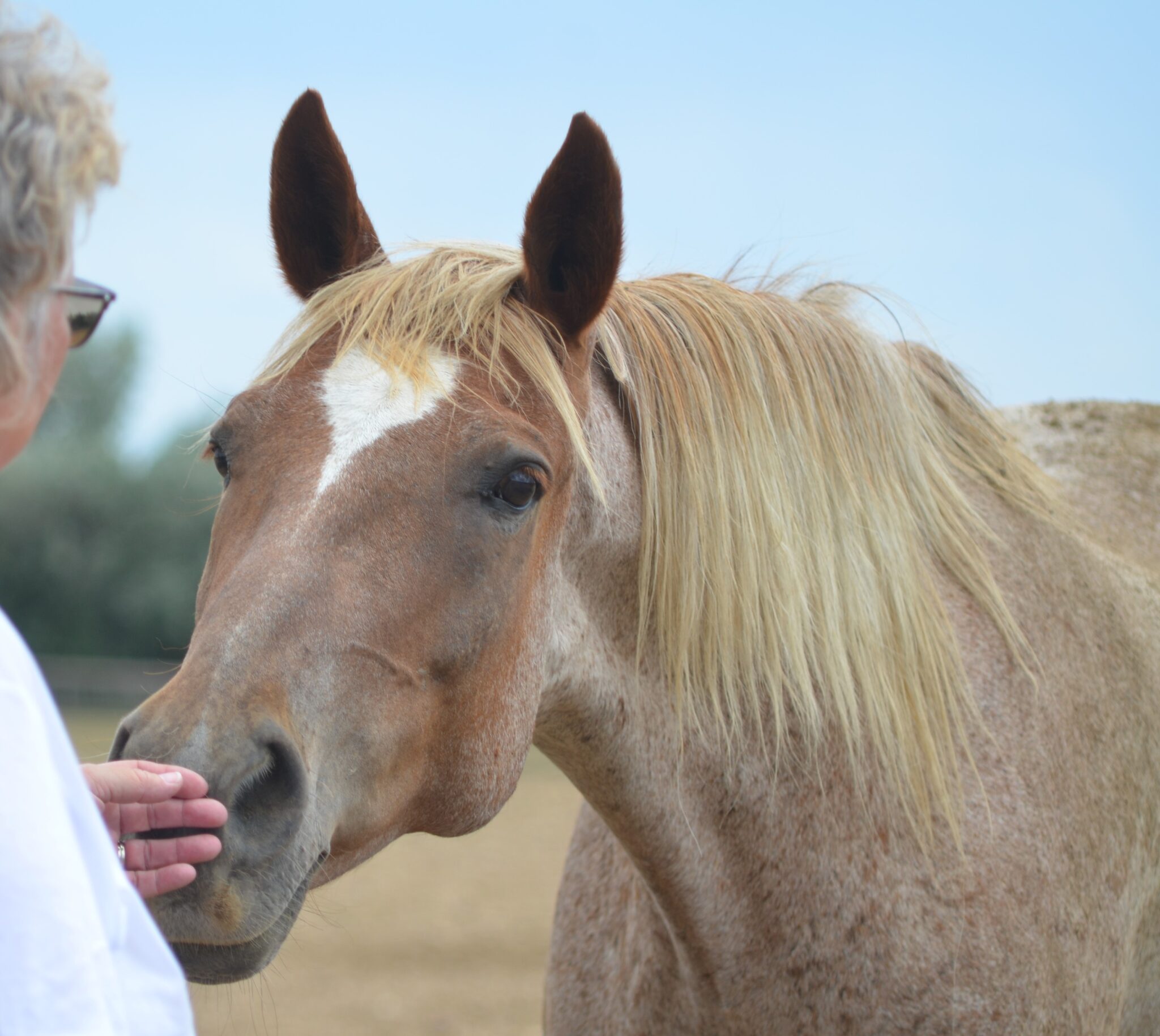 Foster - Colorado Horse Rescue