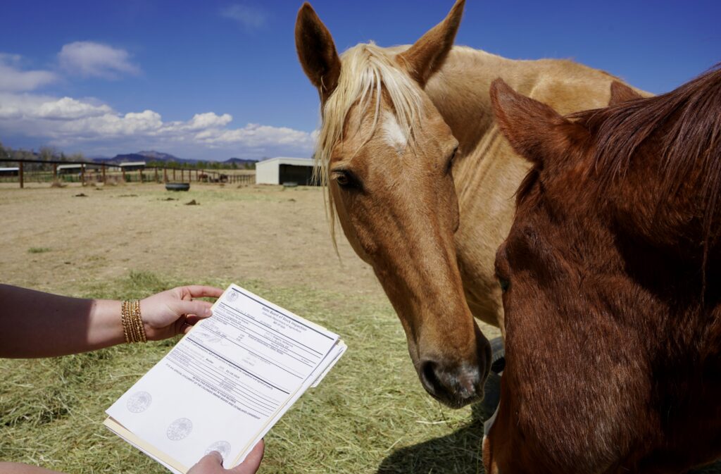 Importance of Brand Inspections – Colorado Horse Ownership ...