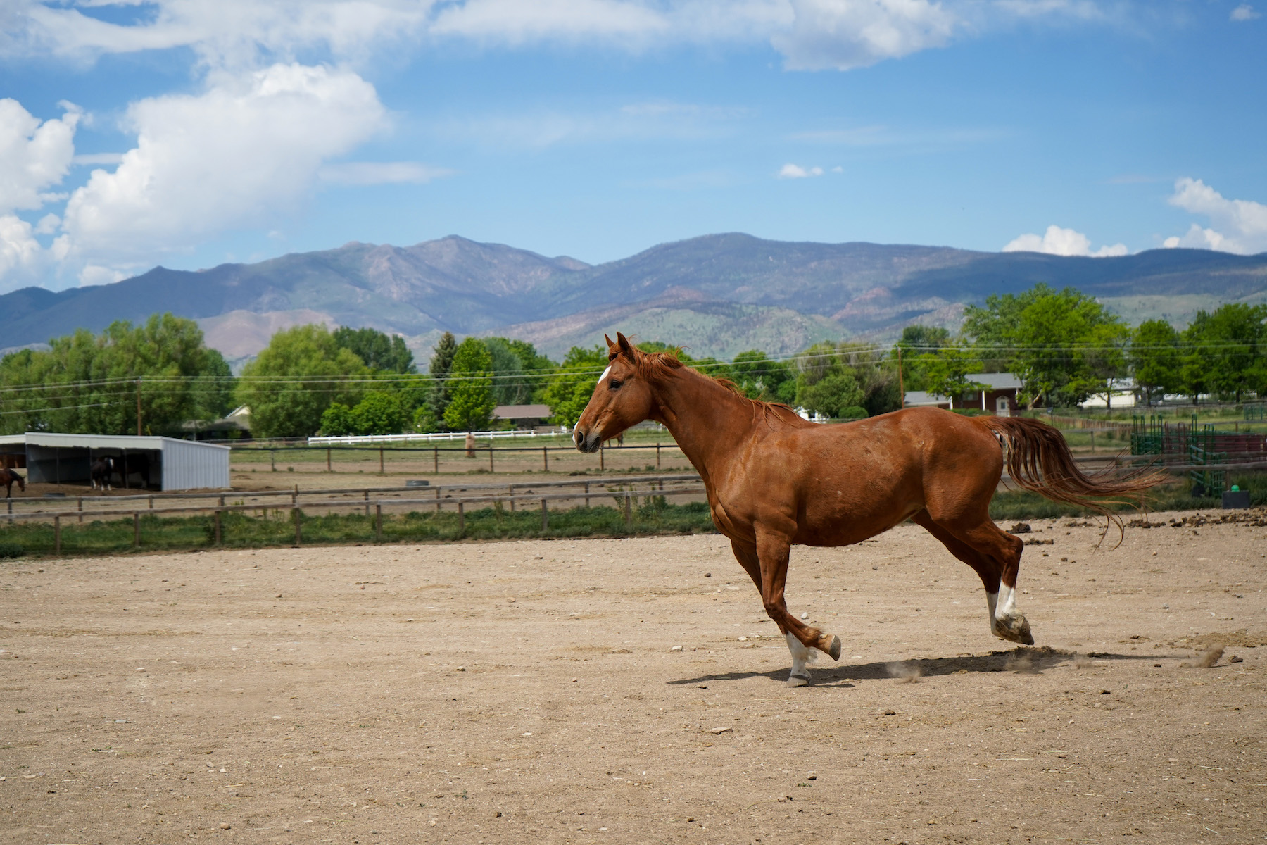 Why Visiting CHR Is So Important - Colorado Horse Rescue